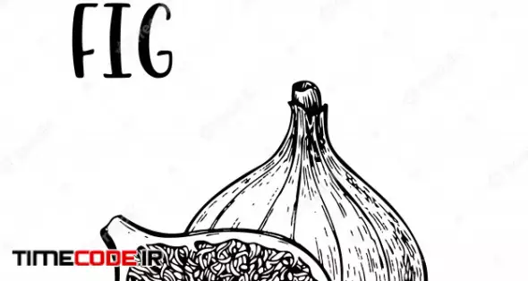 دانلود وکتور نقاشی انجیر Sketch Hand Drawn Fig – تایم کد