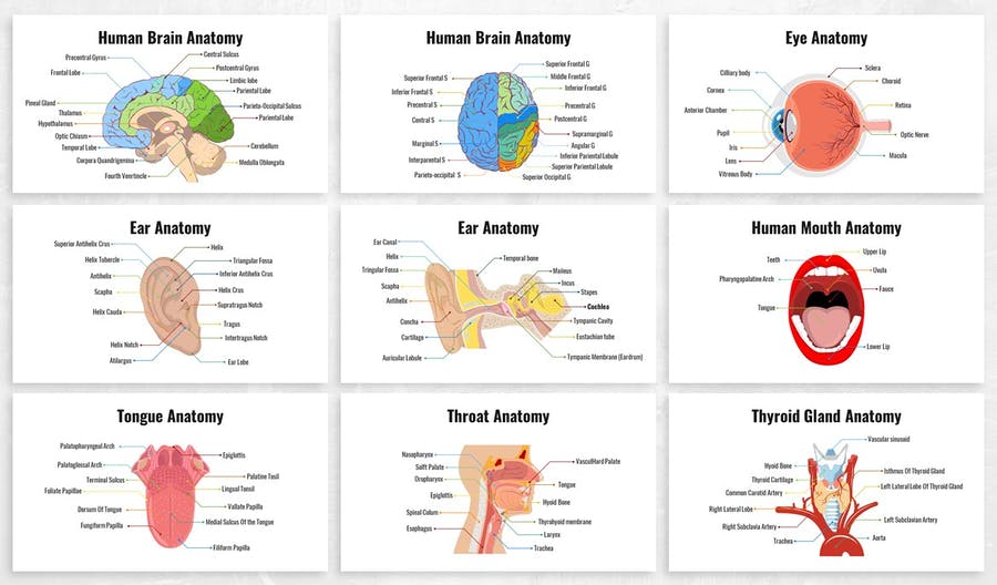 دانلود قالب پاورپوینت بیولوژی + گوگل اسلاید Biology Human Organs For ...